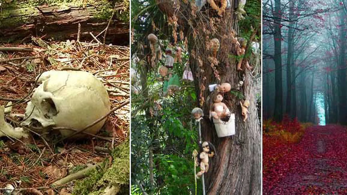 Background Hutan Angker Images Pictures Myweb