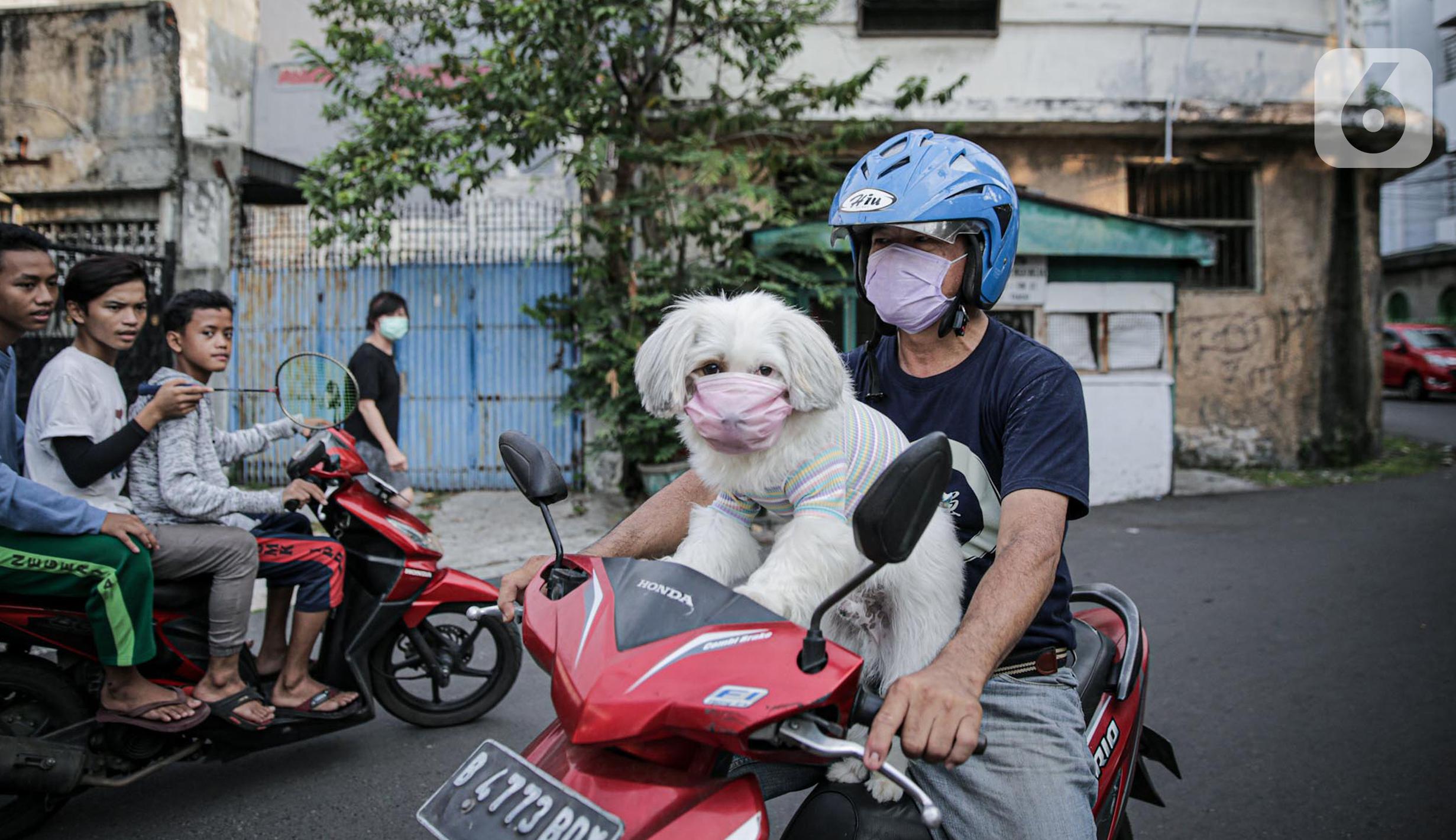 FOTO: Lucunya Anjing Ini Pakai Masker Cegah Corona