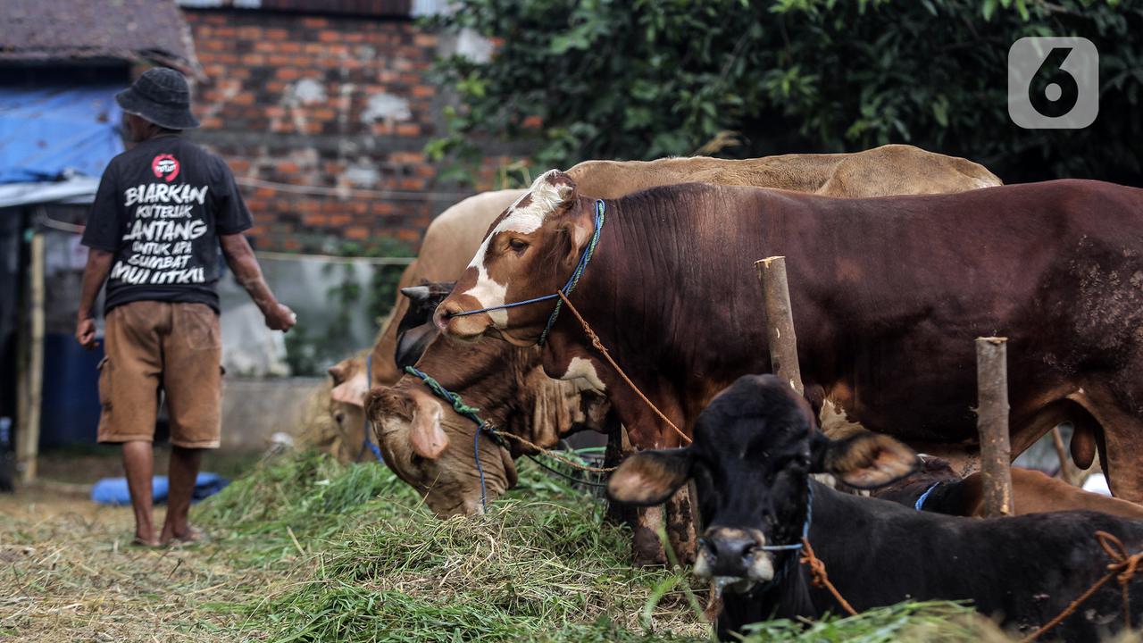 Indonesia Impor 2 Juta Sapi Hidup untuk Makan Bergizi Gratis