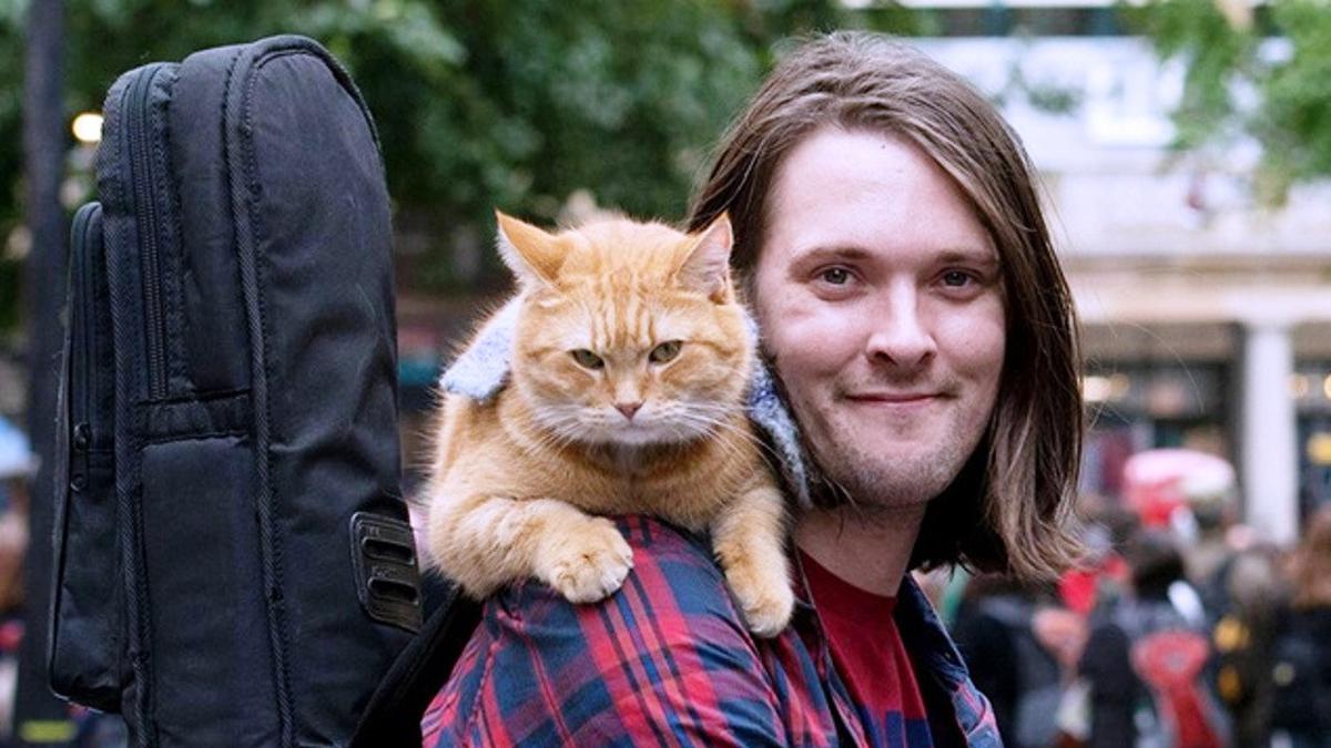 6 Film Menarik untuk Penyuka Kucing, Dijamin Terhibur dan Terharu