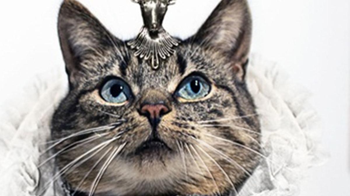 Hummus: Kucing Lucu Penderita Leukimia Suka Dandan Dan Foto - Photo ...