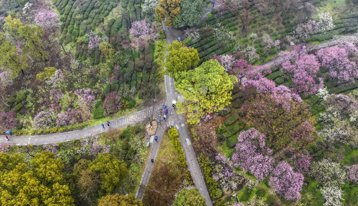 Bunga Plum yang Bermekaran Warnai Nanjing China - Foto Liputan6.com
