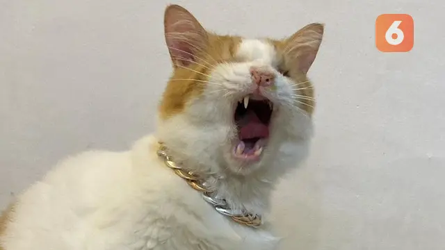 Deretan Kucing Viral dengan Follower Jutaan Orang di Media Sosial ...