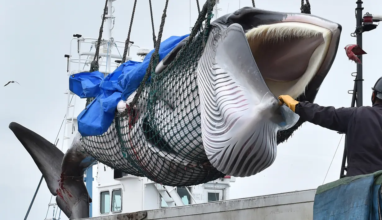 FOTO: Melihat Perburuan Paus Minke di Jepang - Foto Liputan6.com