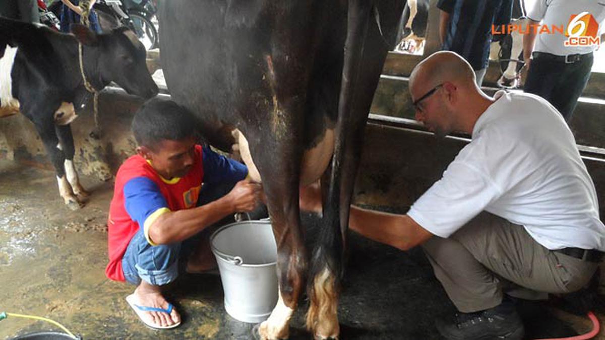 Bersihkan Puting Sapi dengan Lap Kering