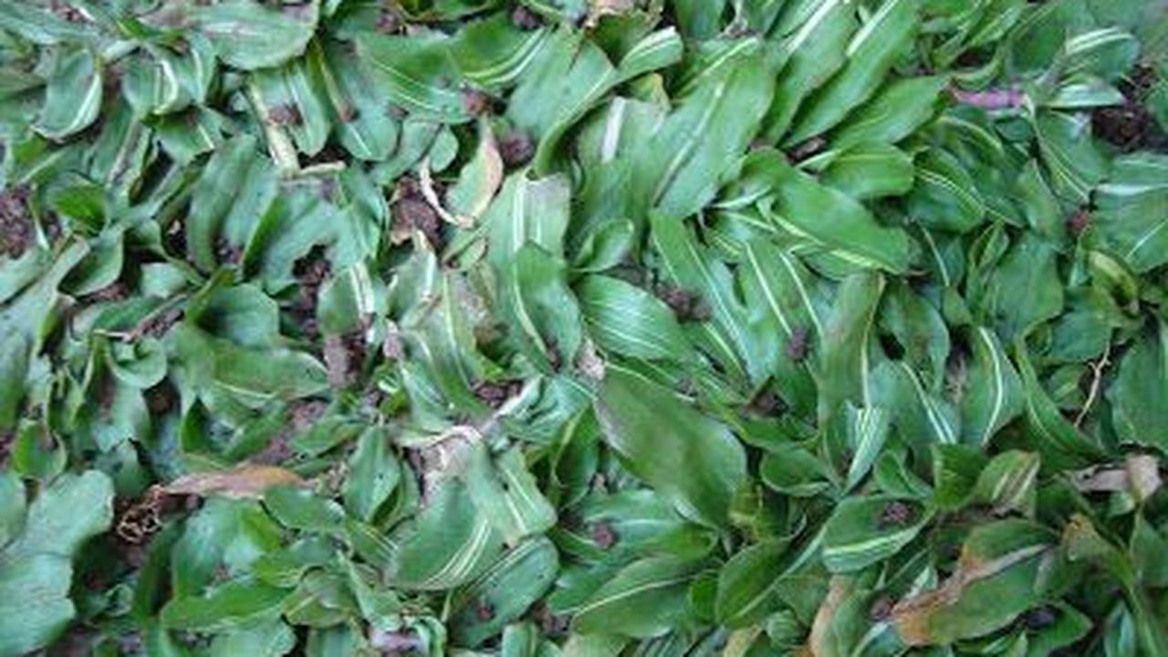 10 Jenis Rumput Hias untuk Depan Rumah: Cantik, Rapi, dan Tahan Lama di ...