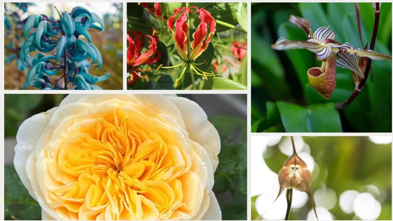 Daftar Bunga Paling Langka dan Unik, Bunga Bangkai Asli Indonesia Salah ...