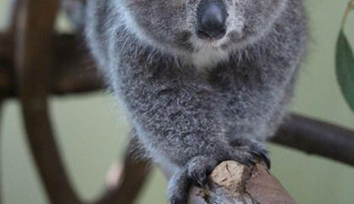 Archer si Koala Imut Yang Akan Membuat Anda Gemas - Photo Fimela.com
