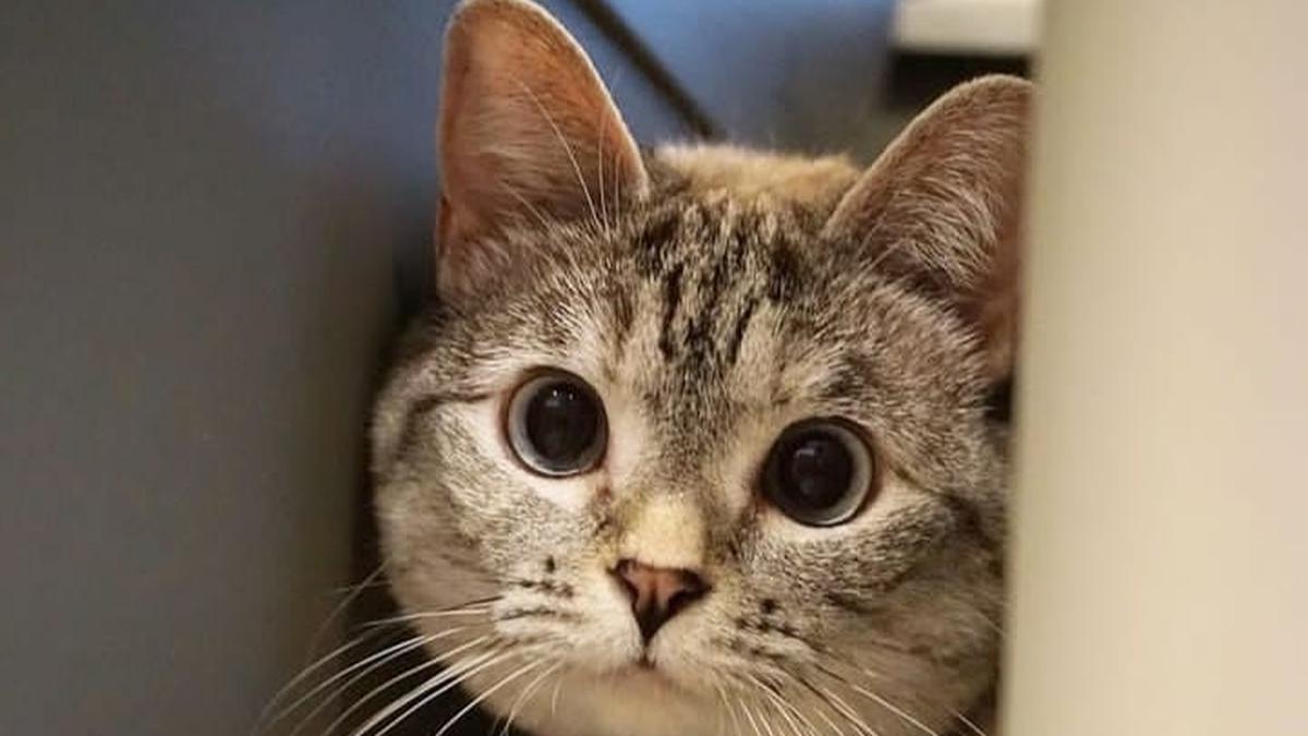 Kucing Comel Di Dunia