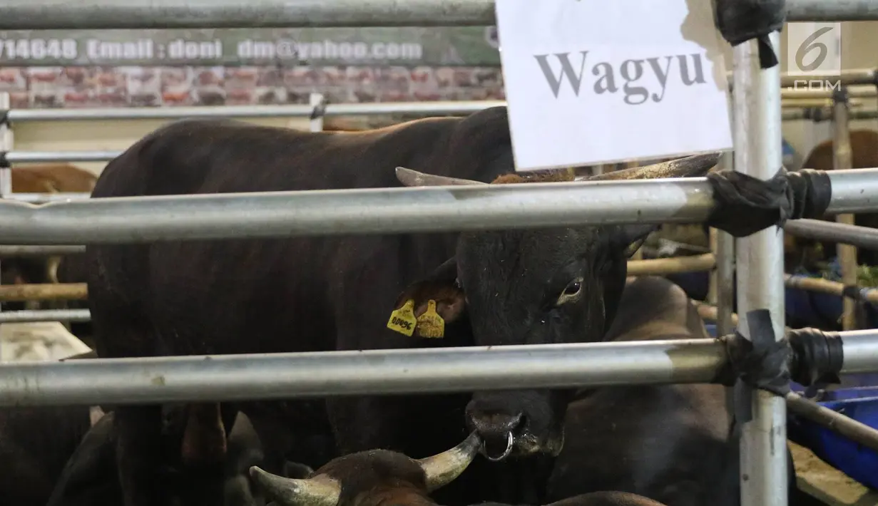PHOTO: Dilayani SPG Cantik, Mall Ini Jual Sapi Qurban Asal Jepang ...