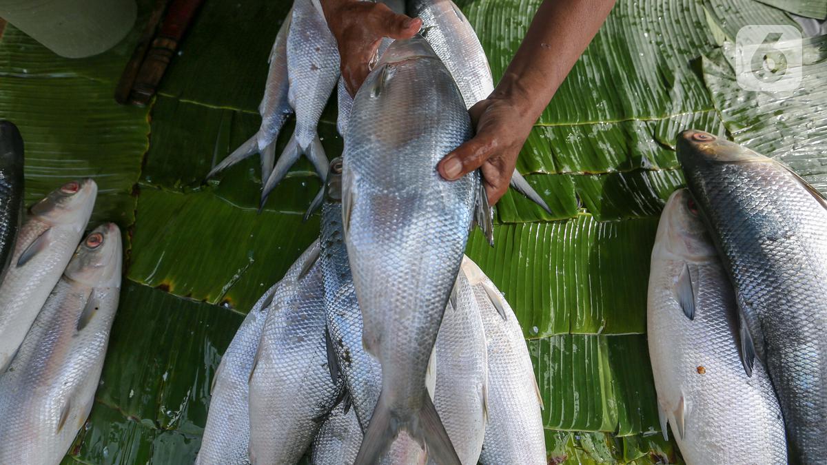 Bandeng 18 Kg Jadi Pemenang Kontes Tahunan di Gresik - Surabaya ...