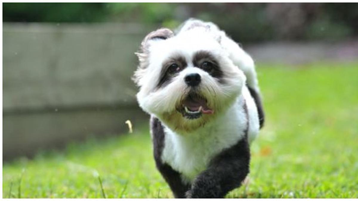 Anjing Ini Terlihat Seperti Panda Sungguhan