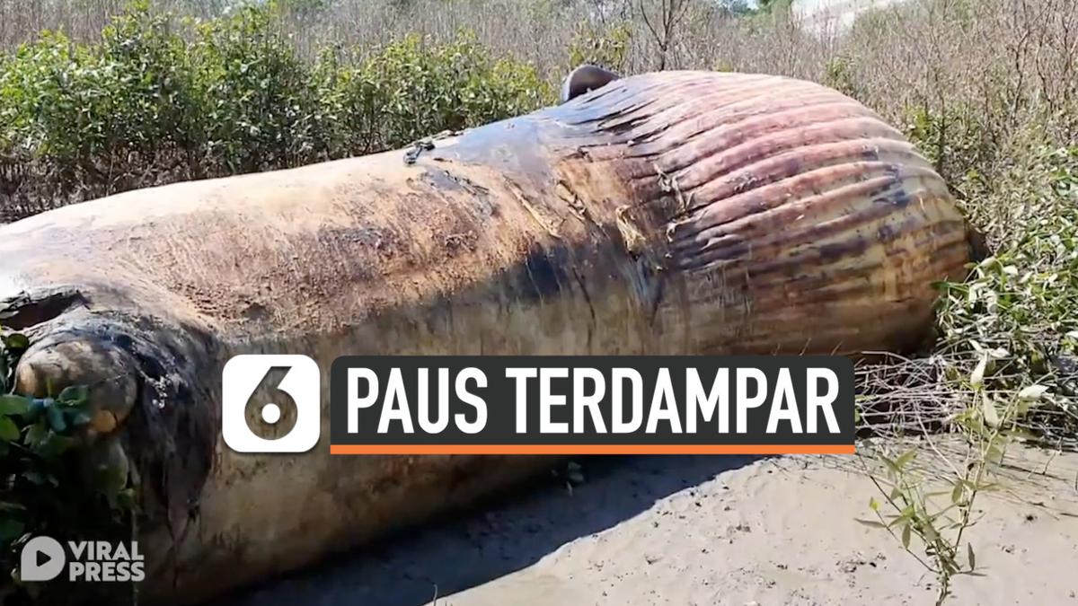 VIDEO: Paus Raksasa Mati Terdampar di Hutan Bakau Thailand - Global ...