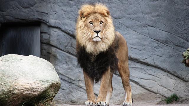 38 Kutipan Inspiratif Seputar Singa, Jauhkan Sifat Mudah Menyerah ...