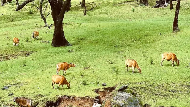 6 Fakta Menarik Gunung Mutis yang Masih Dihuni Suku Tertua di NTT ...