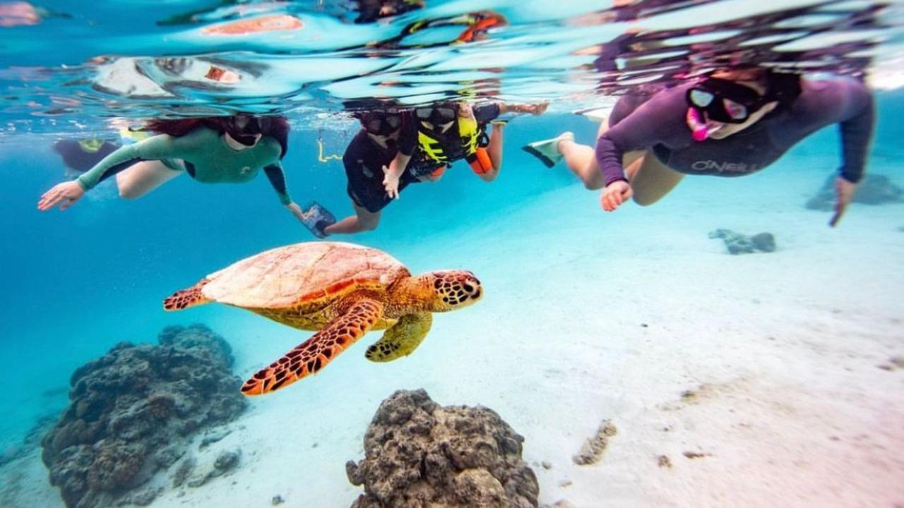 6 Fakta Menarik Kepulauan Cook yang Sering Didatangi Ikan Paus Bungkuk ...