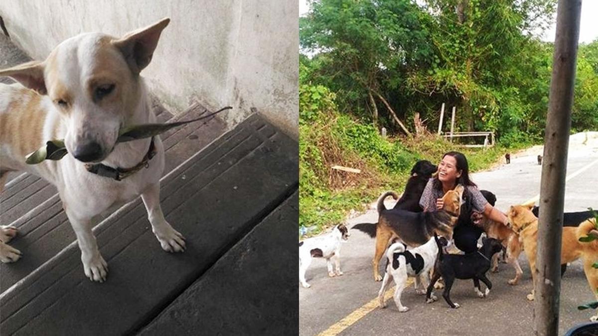 Anjing Liar Pintar, Bawakan Hadiah Untuk Wanita yang Beri Makan