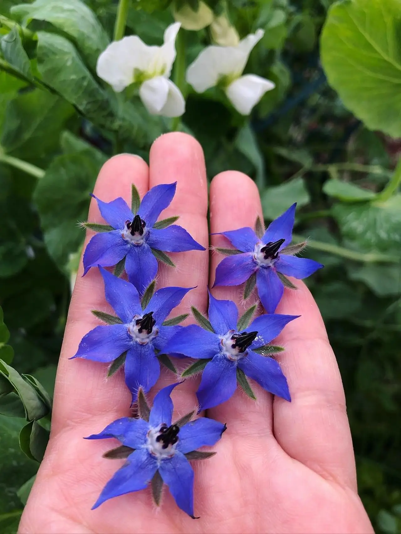 7 Jenis Bunga Cantik yang Bisa Dimakan - Lifestyle Liputan6.com