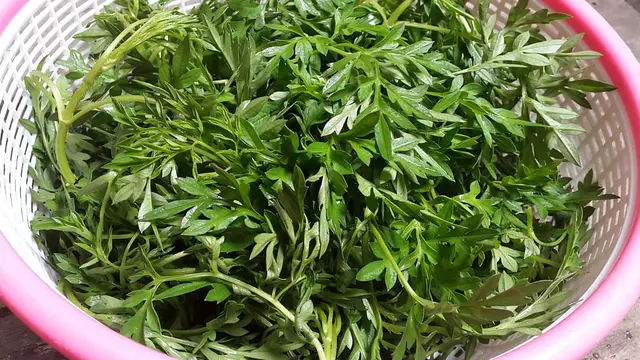 Manfaat Daun Kenikir, Sayuran Beraroma Khas yang Tinggi Antioksidan ...