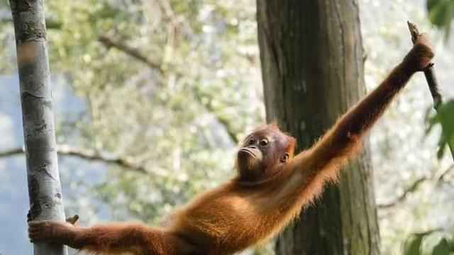 6 Fakta Menarik Gunung Leuser di Aceh, yang Diakui Sebagai Situs ...