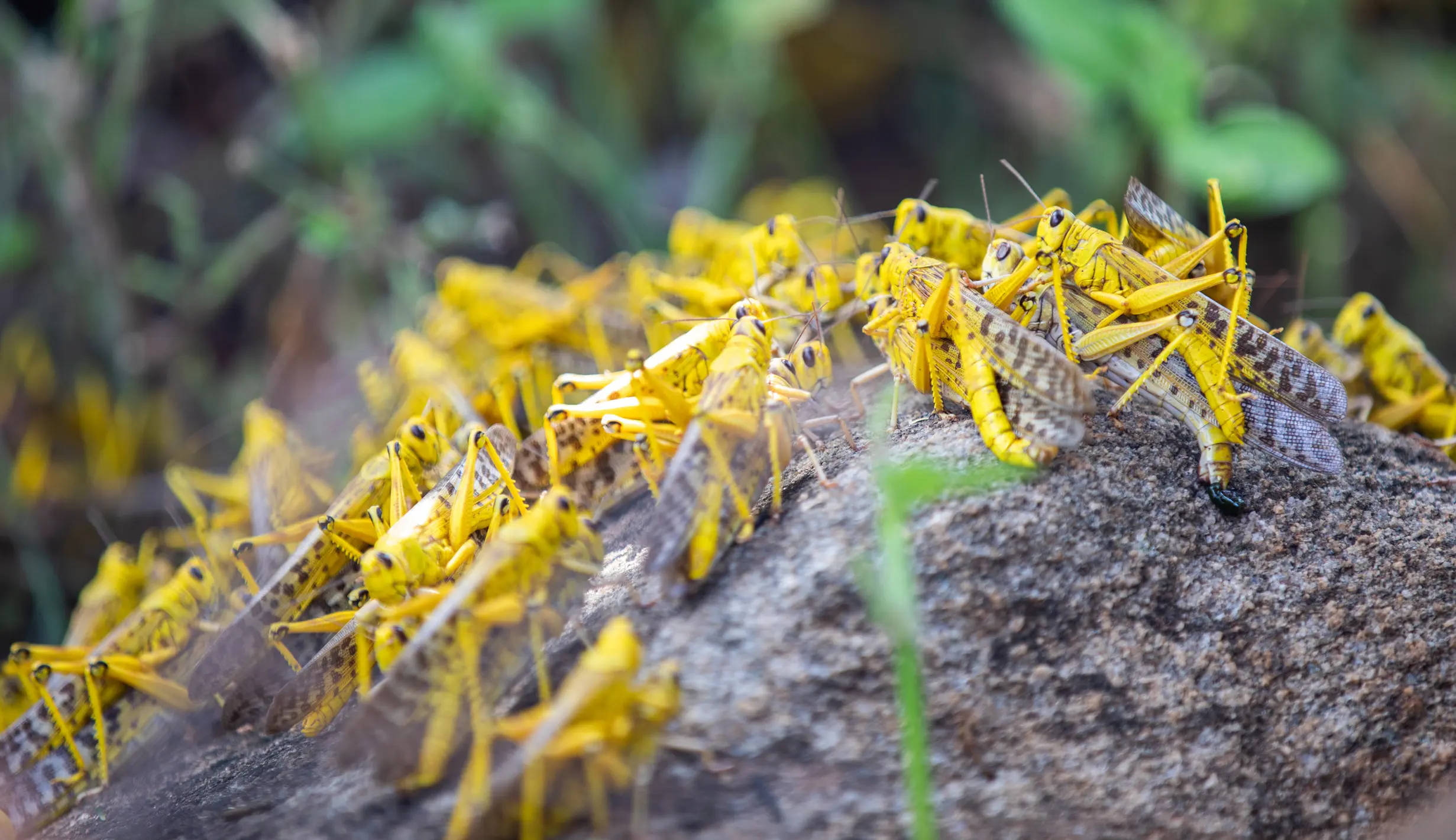 FOTO: Fenomena Langka, Belalang Gurun Serbu Kota Mwingi Kenya - Foto ...