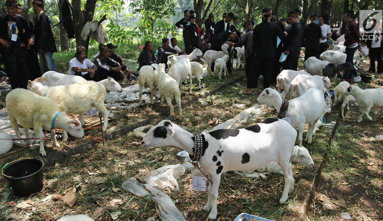 PHOTO: Kontes Ternak Domba Hiasi Jambore Peternakan Nasional 2017 ...