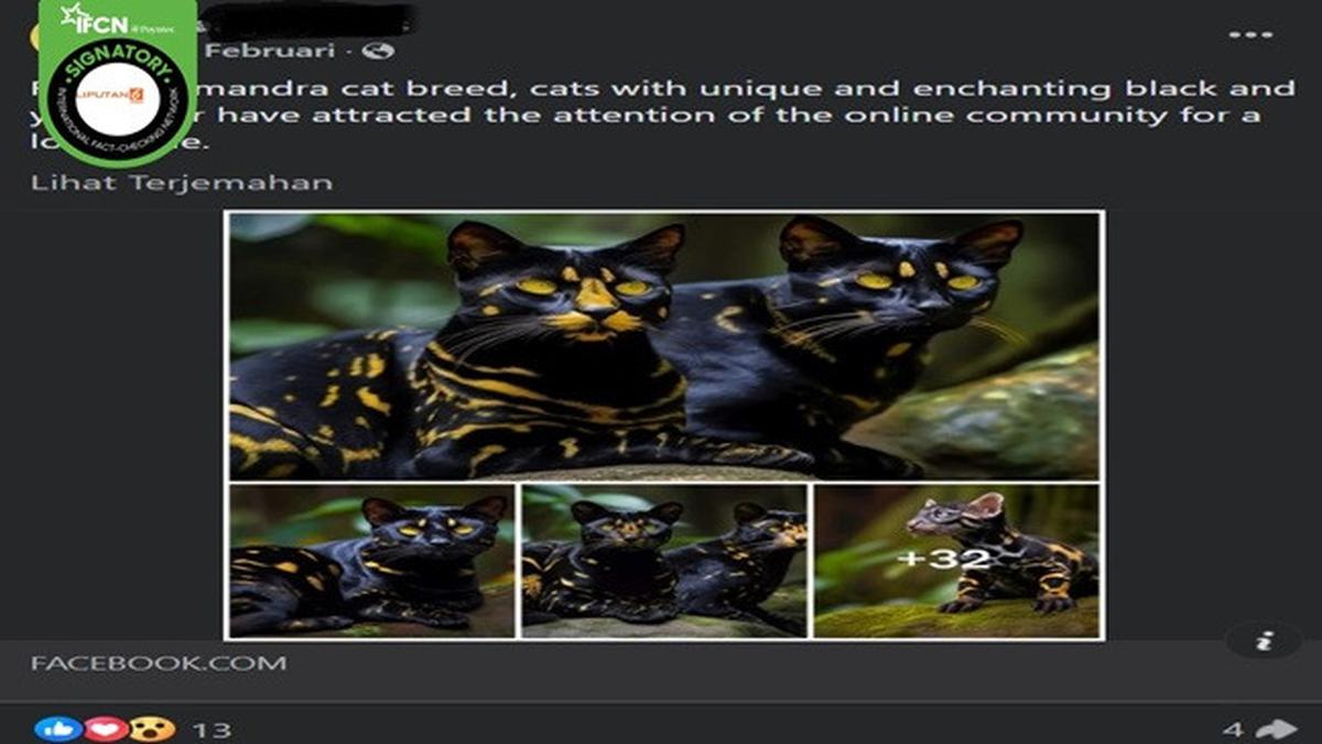 Cek Fakta: Hoaks Foto Penampakan Kucing Felis Salamandra, Berbulu Hitam ...