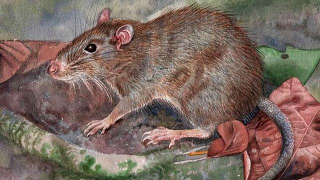 Pertama di Dunia! Tikus Unik Genus Baru Ditemukan di Indonesia - Global ...