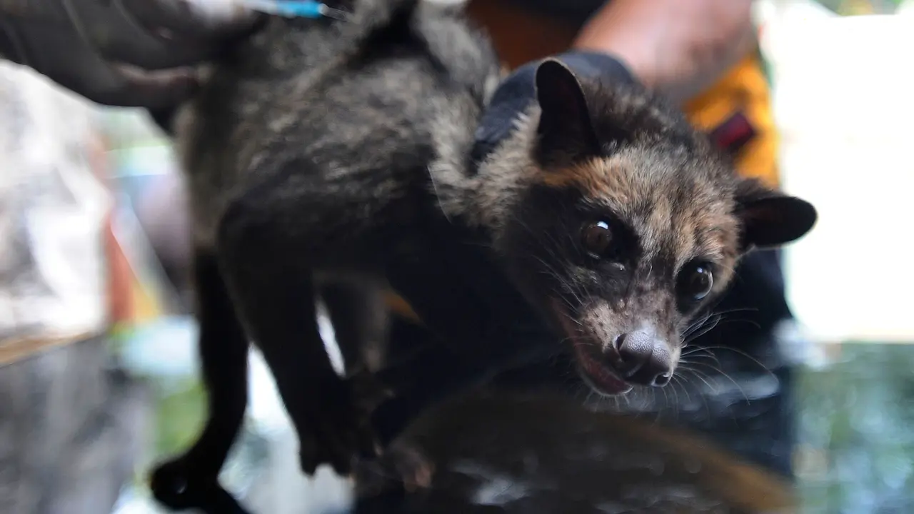 10 Provinsi yang Laporkan Kasus Rabies di Indonesia pada 2023 ...