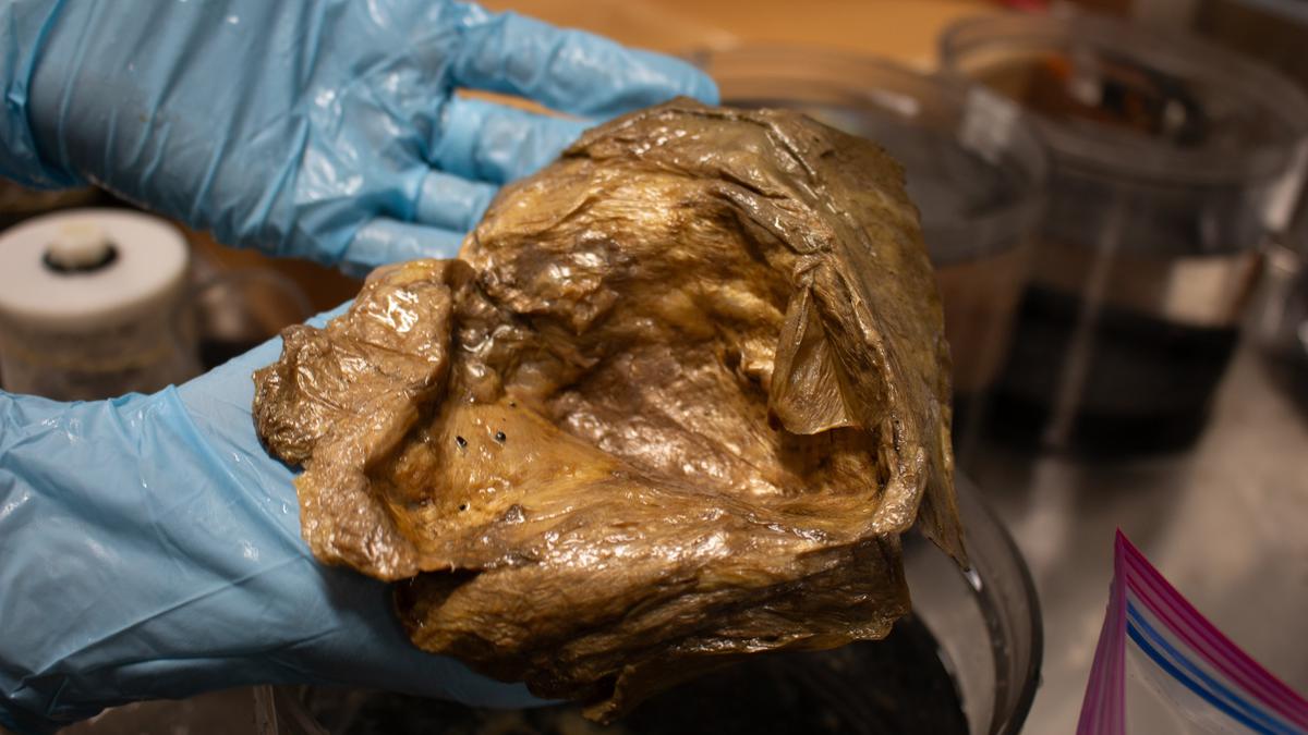 NOAA Solve Mystery of Alaska's Golden Orbs: Here are the Identification ...