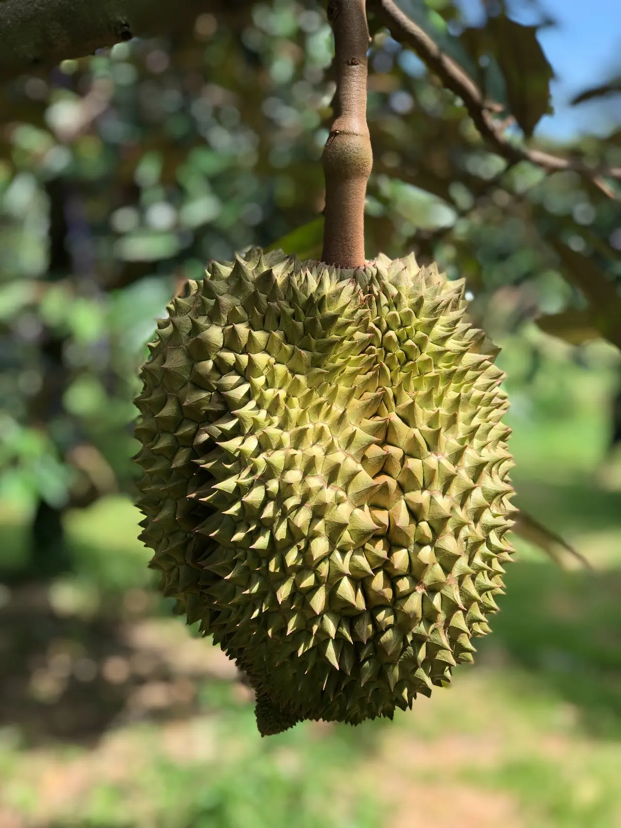 12 Cara Memilih Durian yang Bagus dan Manis, Perhatikan Duri dan ...