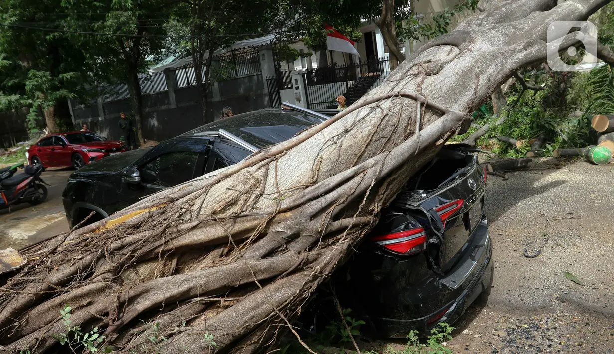 Sebuah Pohon Besar Tumbang Timpa Fortuner hingga Ringsek - Foto Liputan6.com