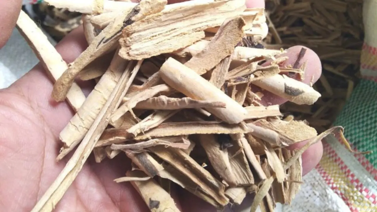 Serba-serbi Pulosari, Tanaman Herbal Jamu untuk Mengatasi Demam hingga ...