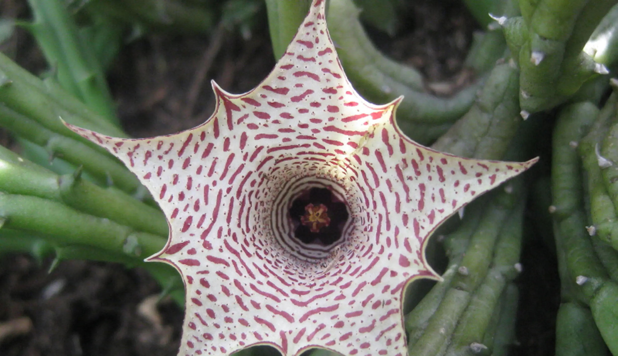 10 Bunga Paling Unik di Dunia - Photo Fimela.com