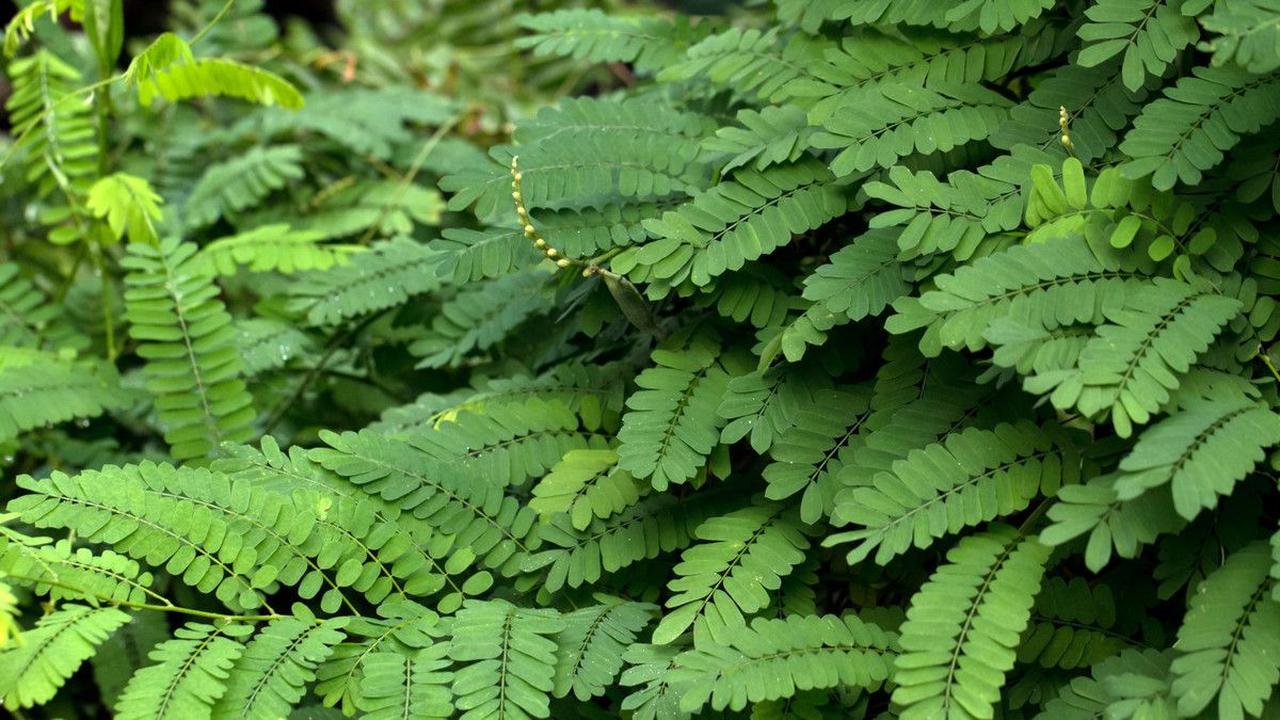 Ciri Ciri Daun Saga, Ketahui Karakteristik dan Khasiat Tanaman Obat ...