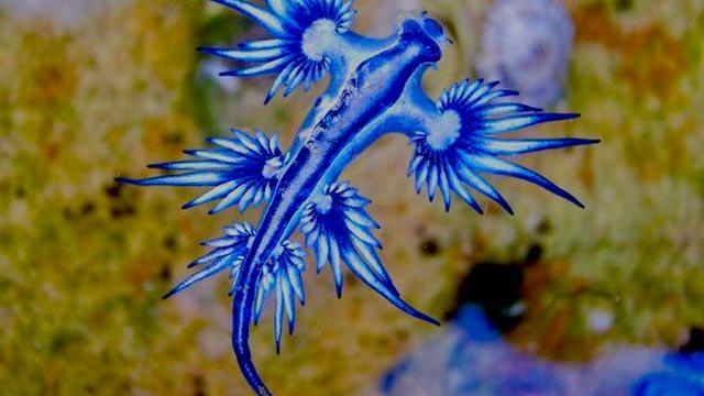 Lihat 10 Potret Makhluk Laut Cantik Ini, Bikin Jiwa Tenang dan Adem ...