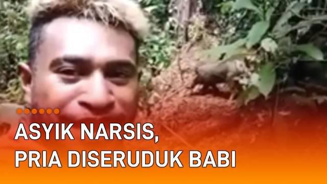 Berita diseruduk babi Hari Ini - Kabar Terbaru Terkini | Liputan6.com