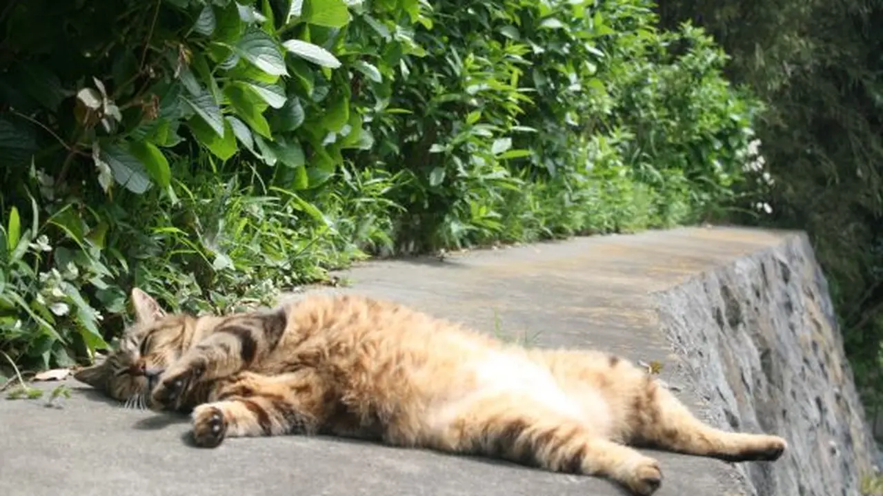 Pecinta Kucing, Ini 5 Pulau di Jepang yang Cocok Jadi Tujuan Wisata ...