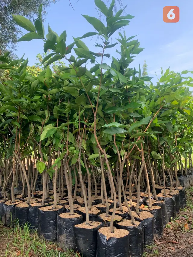 Aksi Konkret Penghijauan, 255 Bibit Pohon Diserahkan Peruri ke DLH ...