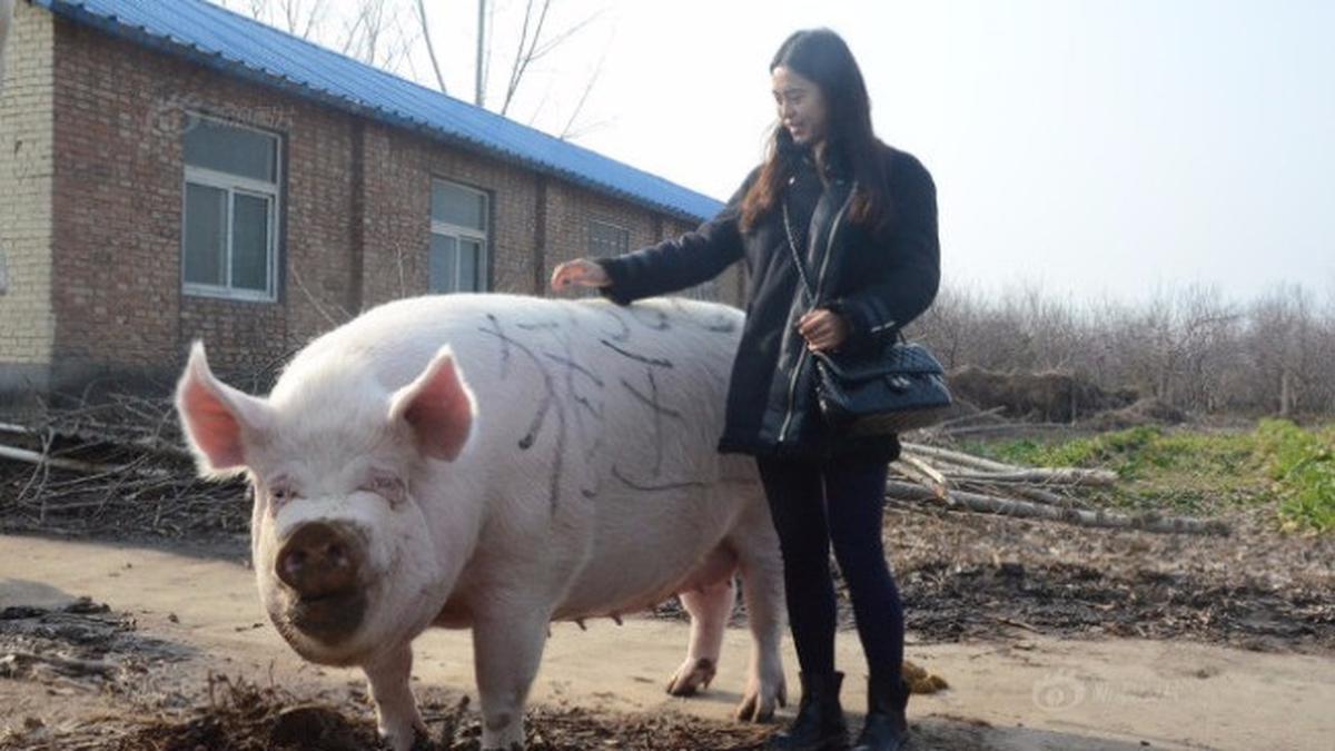 Babi Raksasa Berbobot 750 Kg Gemparkan Tiongkok