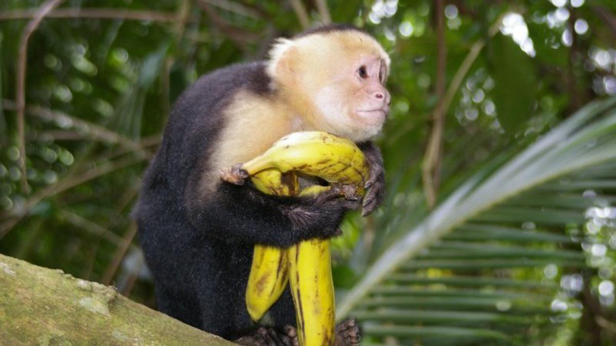 Bukti Kalau Kamu Kalah Sama Monyet Saat Mengupas Pisang - Lifestyle ...
