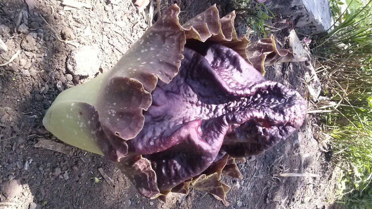 Penjaga Makam Temukan Bunga Ajaib di TPU Garut - Regional Liputan6.com