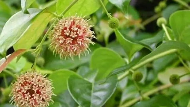 Manfaat Gambir untuk Kesehatan Wanita - Health Liputan6.com