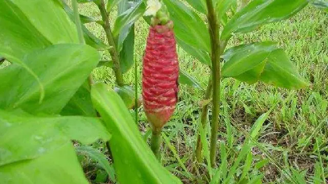 6 Manfaat Lempuyang untuk Kesehatan, Rempah Cantik yang Kaya Khasiat ...