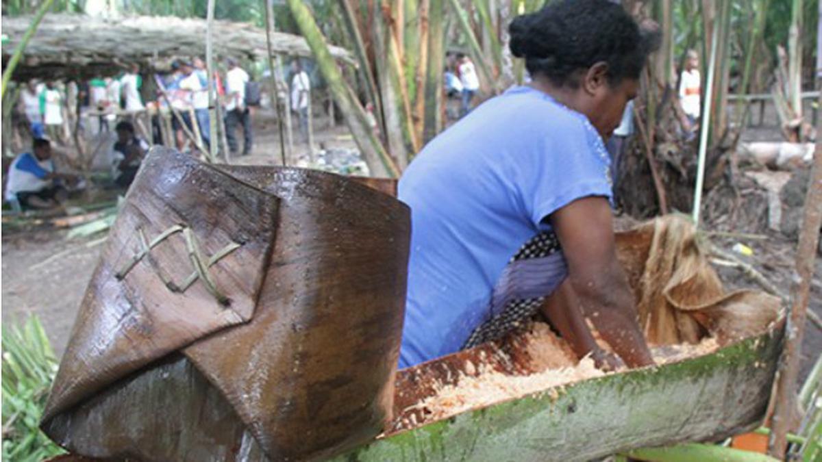 Ketika Papua Kalah Saing Produksi Sagu dengan Kepulauan Meranti Riau