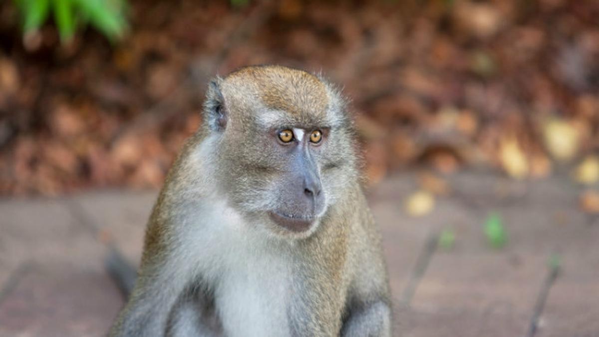 Monyet Sebenarnya Mampu Berbicara, Tapi... - Global Liputan6.com