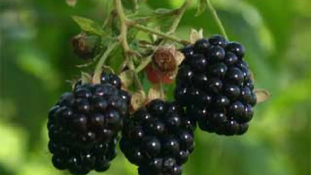 Raspberry Hitam Pencegah Kanker Usus - Health Liputan6.com