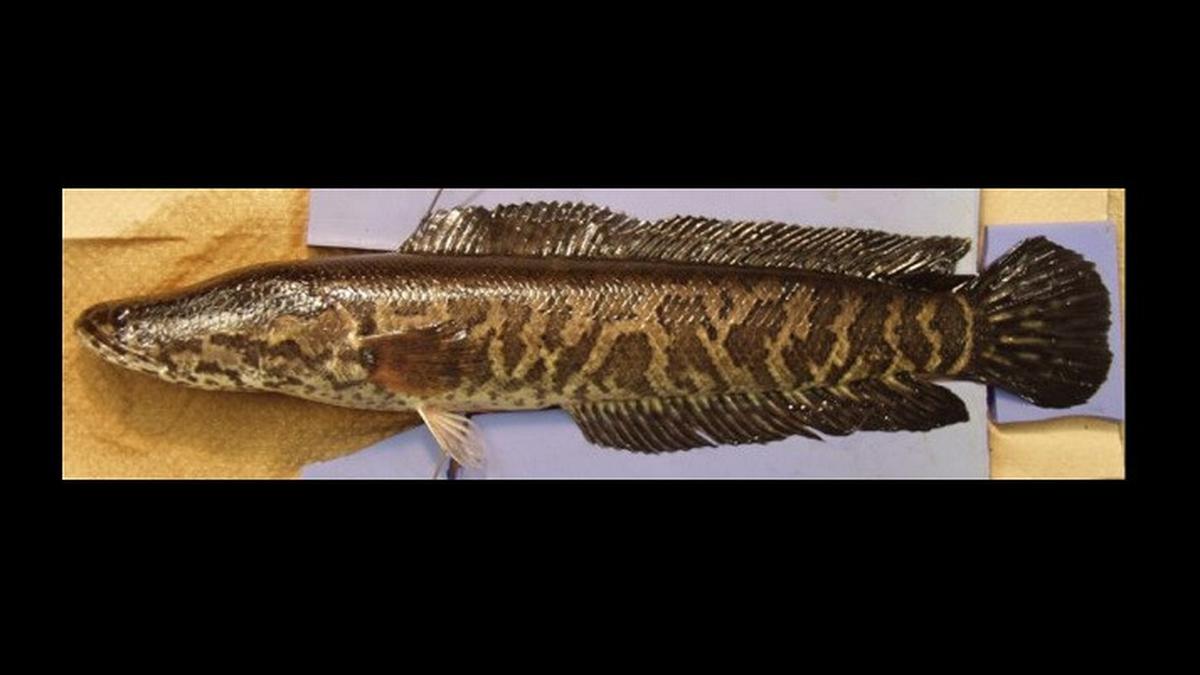 AS Perintahkan Bunuh Ikan Gabus, Ada Apa?