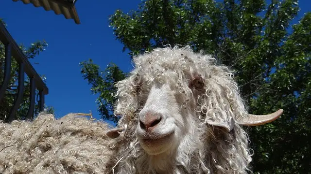 7 Gambar Kambing Lucu dari Berbagai Jenis, Salah Satunya Cocok Jadi ...