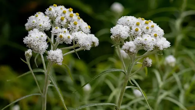 Arti Mitos Bunga Edelweis yang Perlu Diketahui - Ragam Bola.com